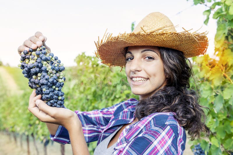 Pretty Girl Picks Grapes in a Vineyard Stock Photo - Image of fruit ...