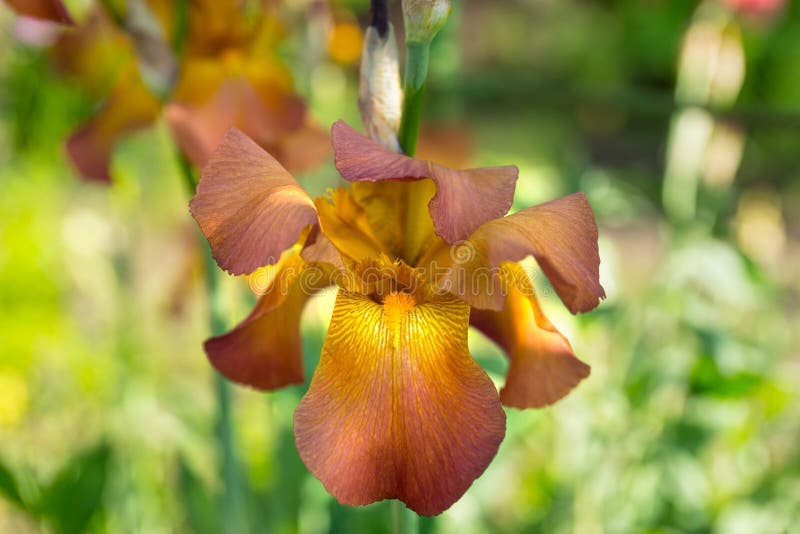 Pretty Golden Iris Growing in a Garden Stock Photo - Image of orange ...