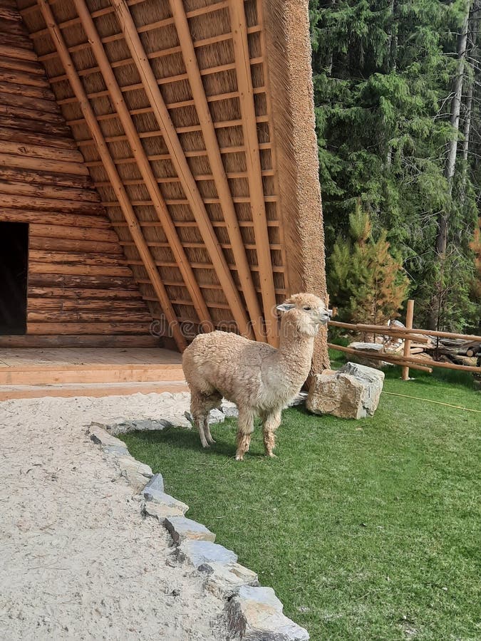 Pretty good lama stock photo. Image of lama, good, pretty - 229613796