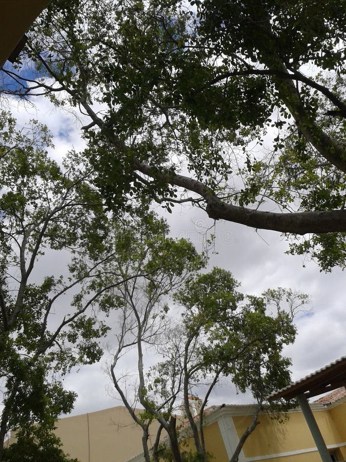 Good Tree in My Beautiful Garden Stock Image - Image of garden, good ...