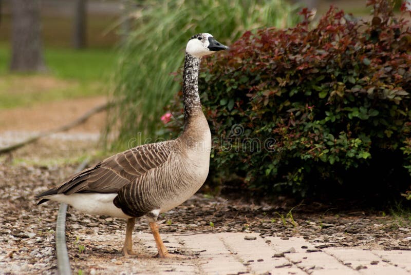 Pretty Goose stock photo. Image of landscape, canada - 53268296