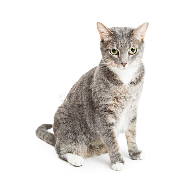 Pretty Gray Cat Sitting Over White Stock Image - Image of white, grey ...