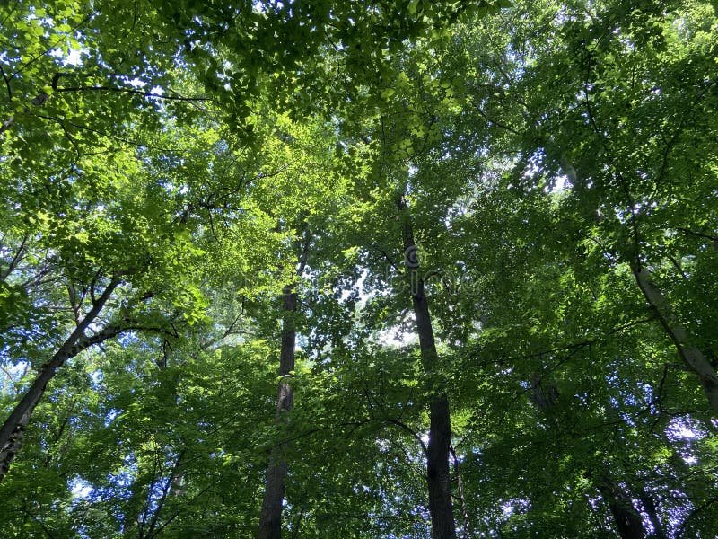 Pretty Green Forest in June in Spring Stock Photo - Image of trees ...