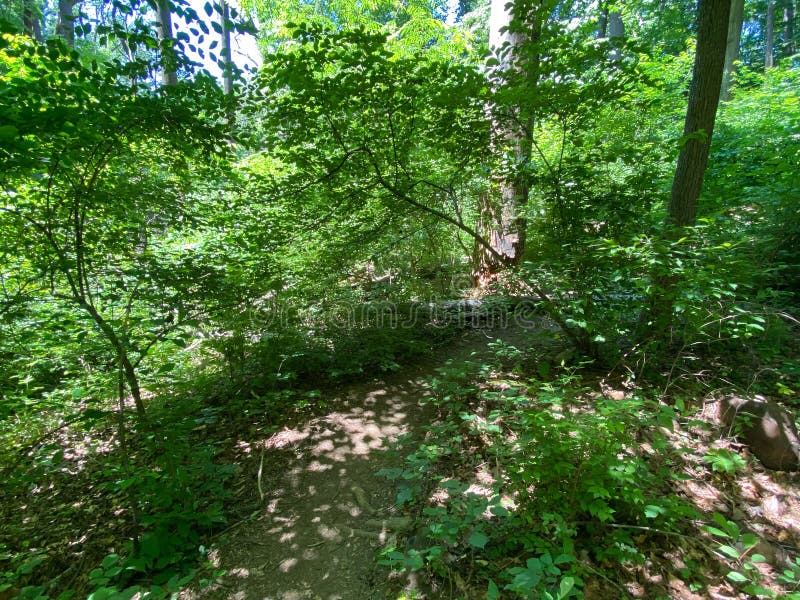 Pretty Green Forest Landscape in Spring in June Stock Image - Image of ...