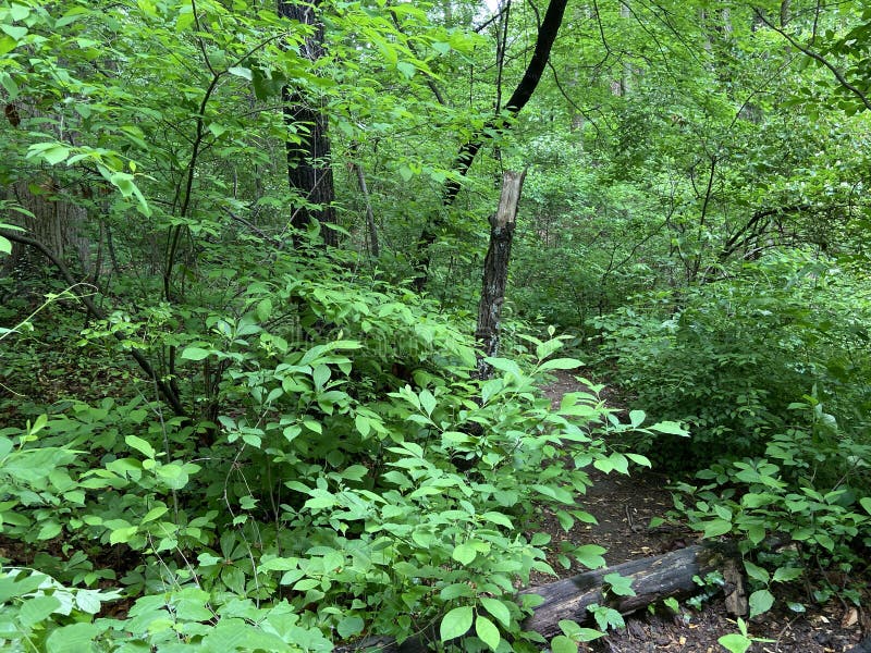 Pretty Green Forest with Path in Spring Stock Photo - Image of trees ...
