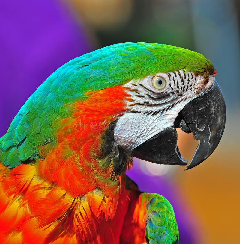 Pretty Green head Macaw stock photo. Image of feather - 20999244