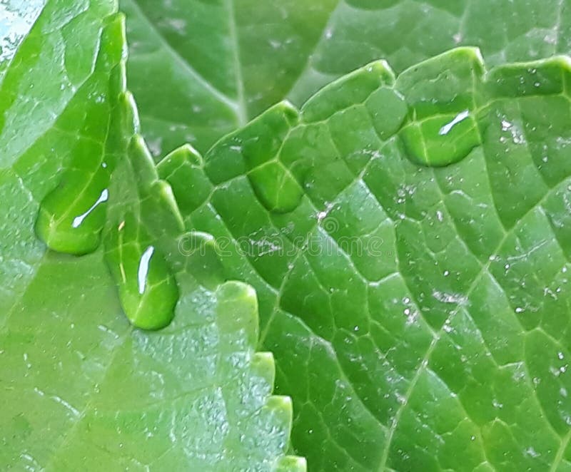 Sweaty leaf stock photo. Image of green, leaf, sweaty - 142998564