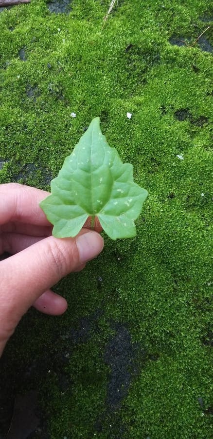 Pretty green moss stock image. Image of produce, crop - 271727287