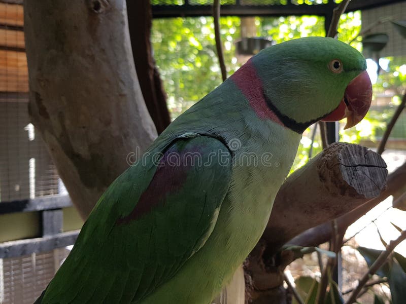 Green parrot stock photo. Image of green, pretty, parrot - 112483604