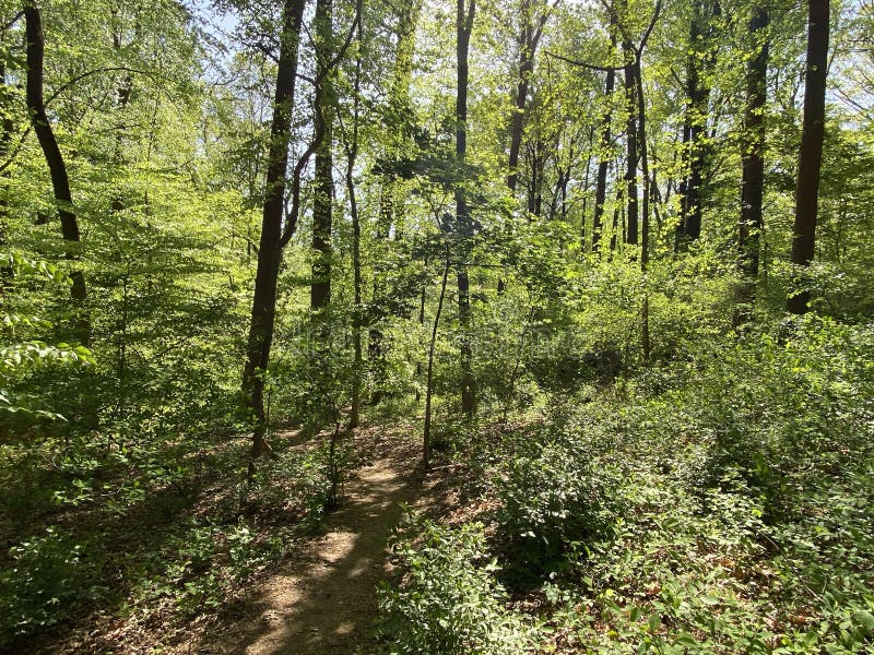 Pretty Green Spring Landscape Forest in April Stock Image - Image of ...