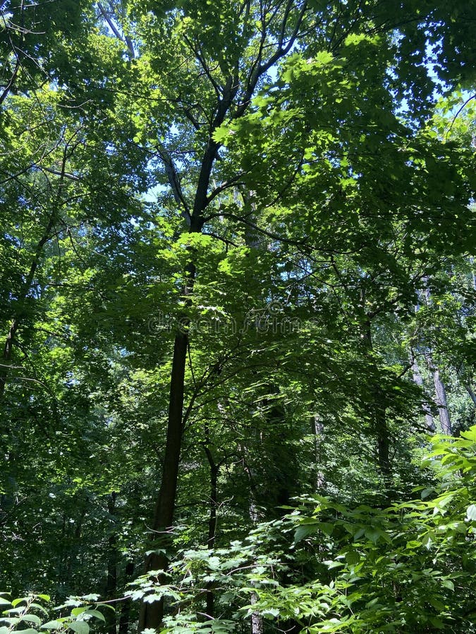 Pretty Green Tree in the Forest in Spring in June Stock Photo - Image ...