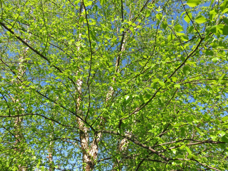 Pretty Green Tree in Spring in April Stock Photo - Image of tree, april ...