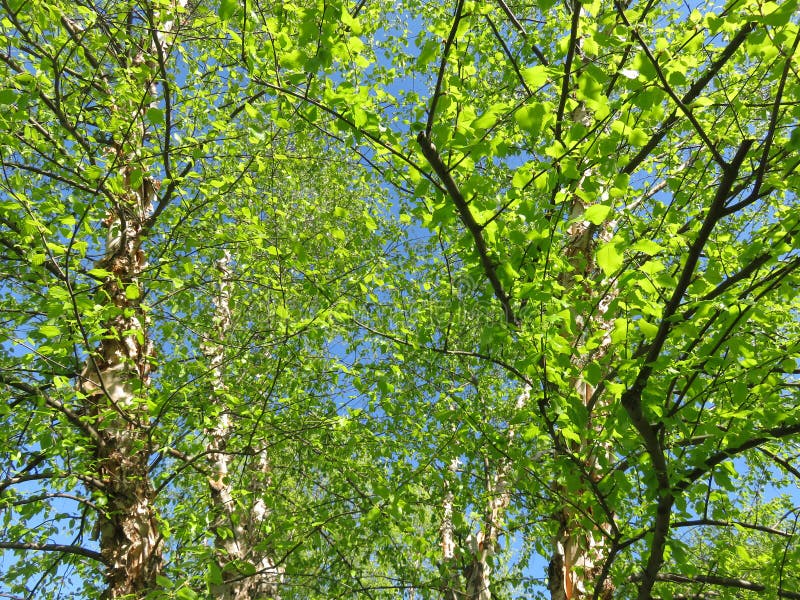 Pretty Green Trees and Leaves in Spring in April Stock Photo - Image of ...