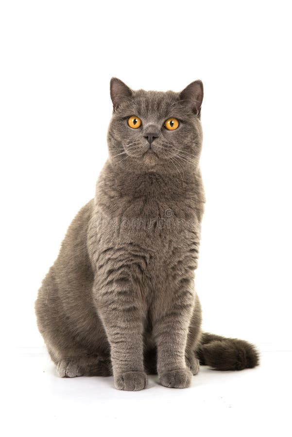 Cat Facing Right Sitting Stock Photos - Free & Royalty-Free Stock ...