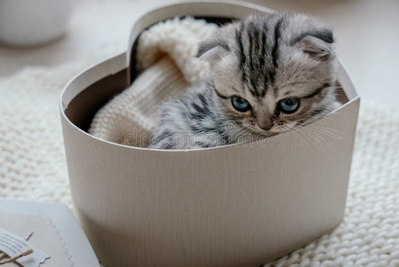Pretty Grey Scottish Fold Kitten Sitting in a Gift Box Stock Image ...