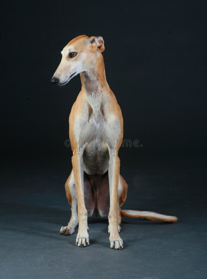 Pretty greyhound dog stock image. Image of eyes, studio - 84254723