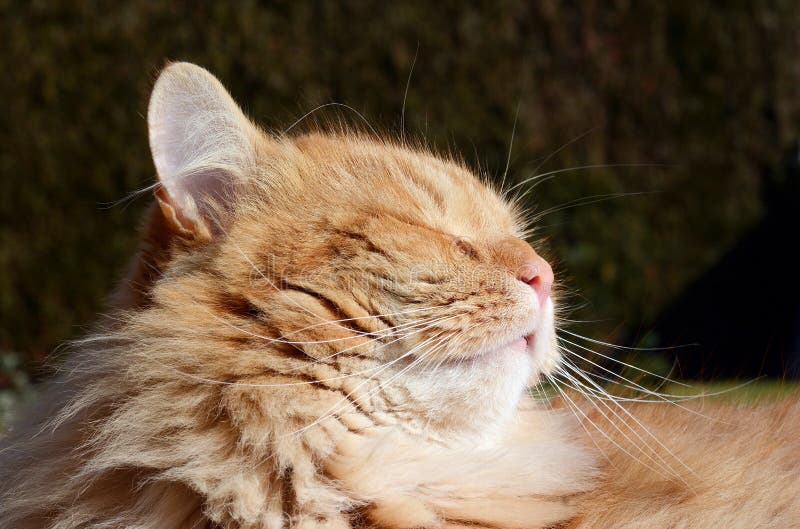 Pretty happy and proud cat stock photo. Image of happy - 38907634