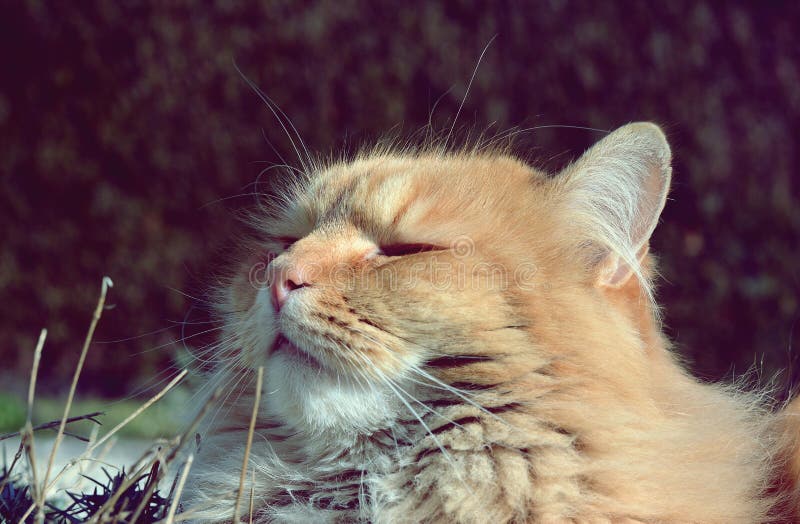 Pretty happy and proud cat stock photo. Image of little - 38907650