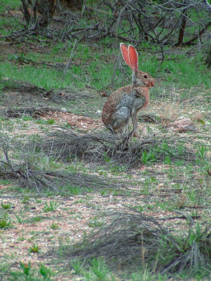 Pretty hare taking a break stock photo. Image of hairy - 340513216