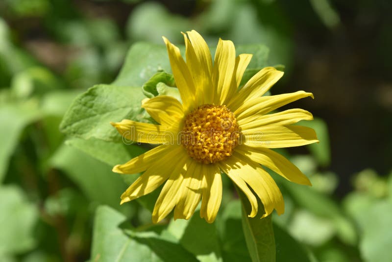 Stunning Leopards Bane Flower in Full Bloom Stock Photo - Image of ...