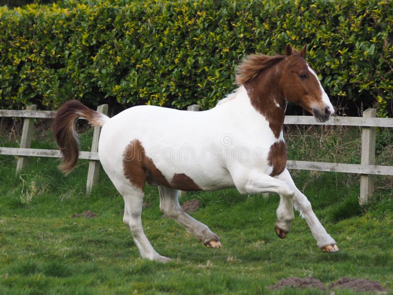 Pretty Horse Cantering stock photo. Image of equine - 310834074