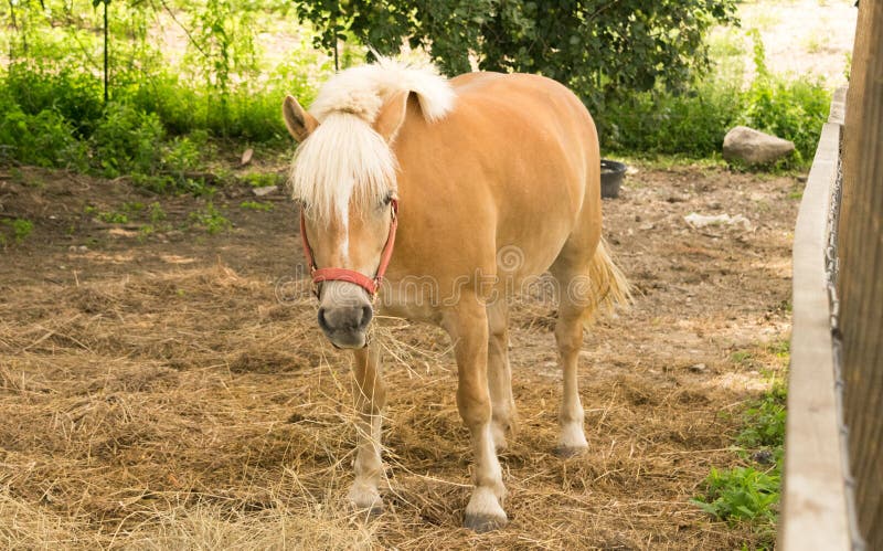 Pretty Horse stock image. Image of horse, farm, mane - 57690125