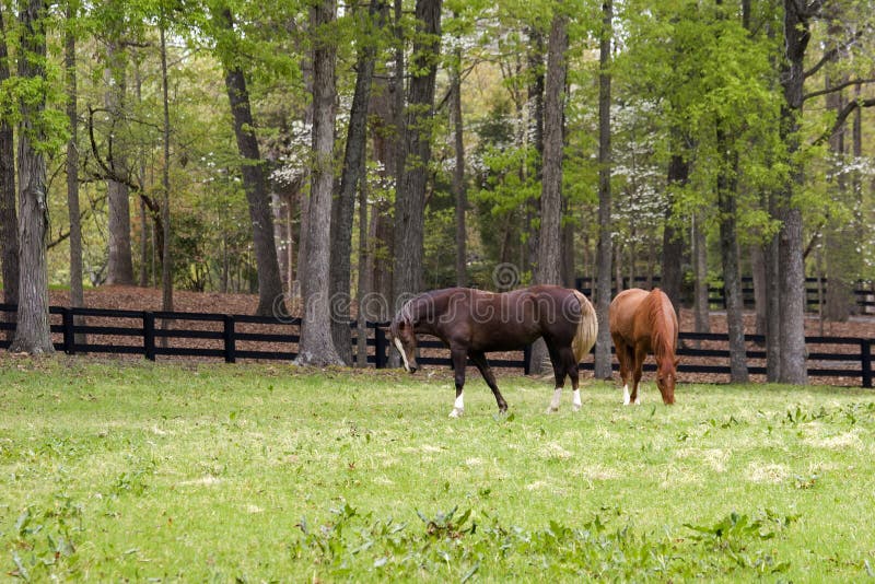 Horses grazing stock photo. Image of green, ranch, grass - 93320