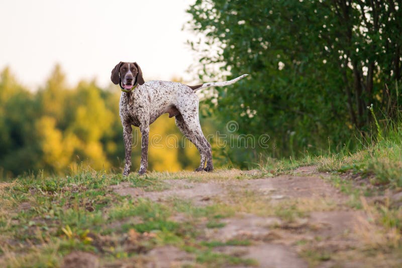 Pretty hunter dog stock photo. Image of grass, foliage - 73760236