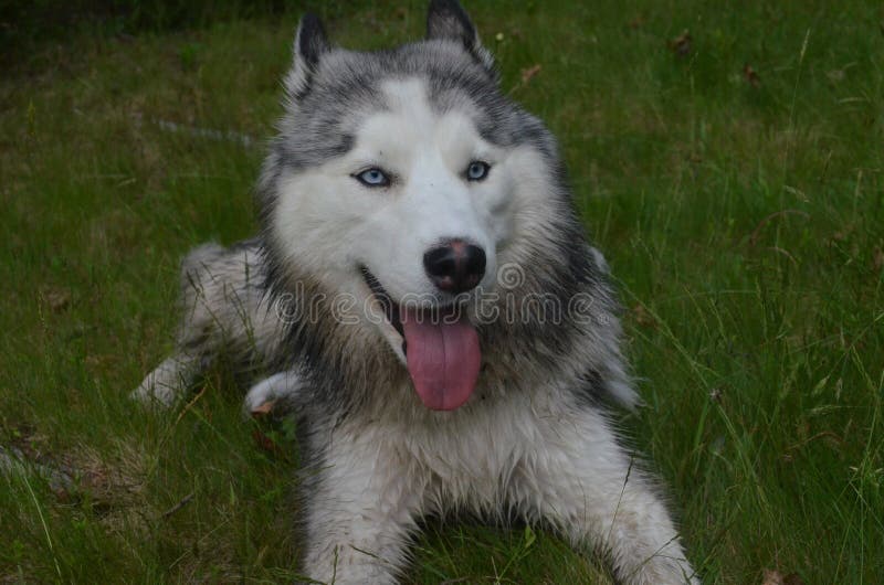Pretty Husky a Little Damp stock photo. Image of canine - 79920940