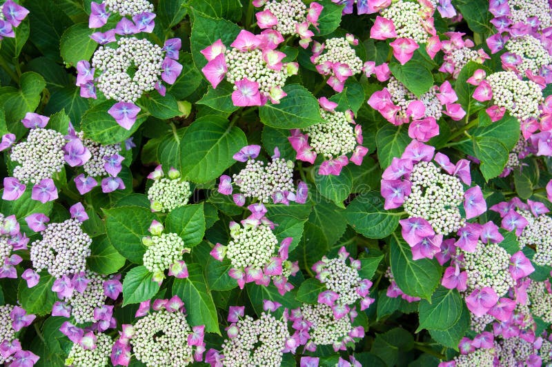 Pretty Hydrangea Flowers in a Summer Garden. Stock Image - Image of ...