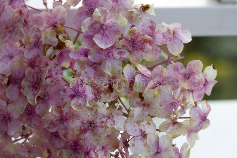 Pretty hydrangeas stock photo. Image of flower, plant - 98708434