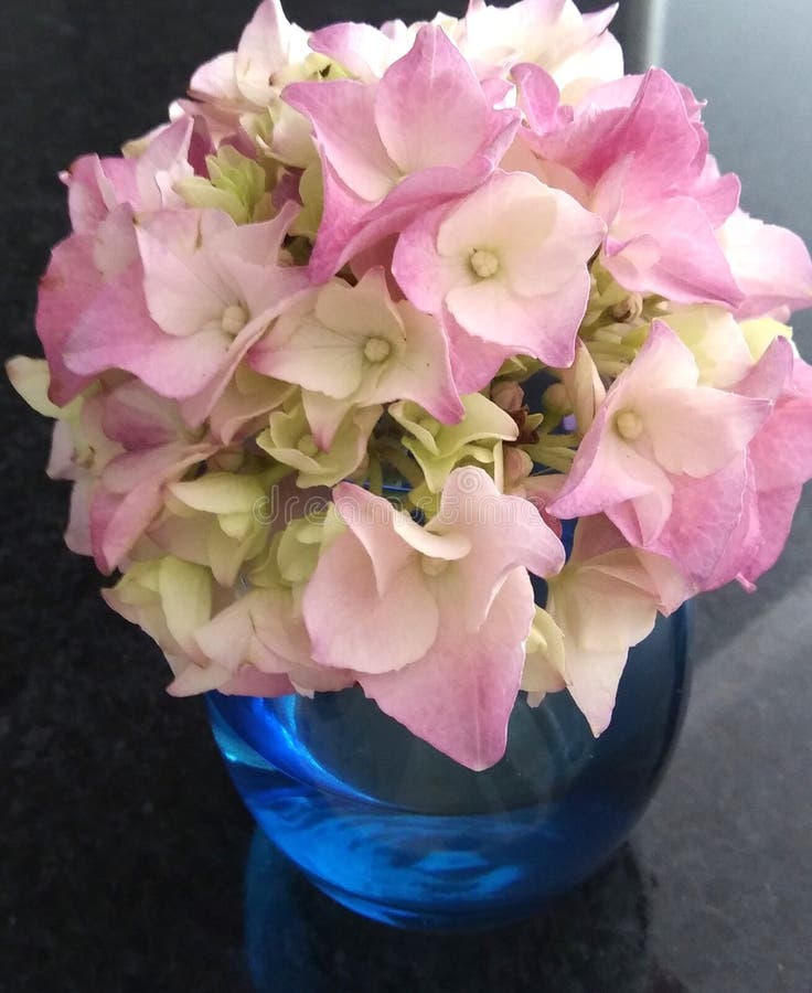 Pretty hydrangeas stock image. Image of bouquet, hydrangeas - 250166339