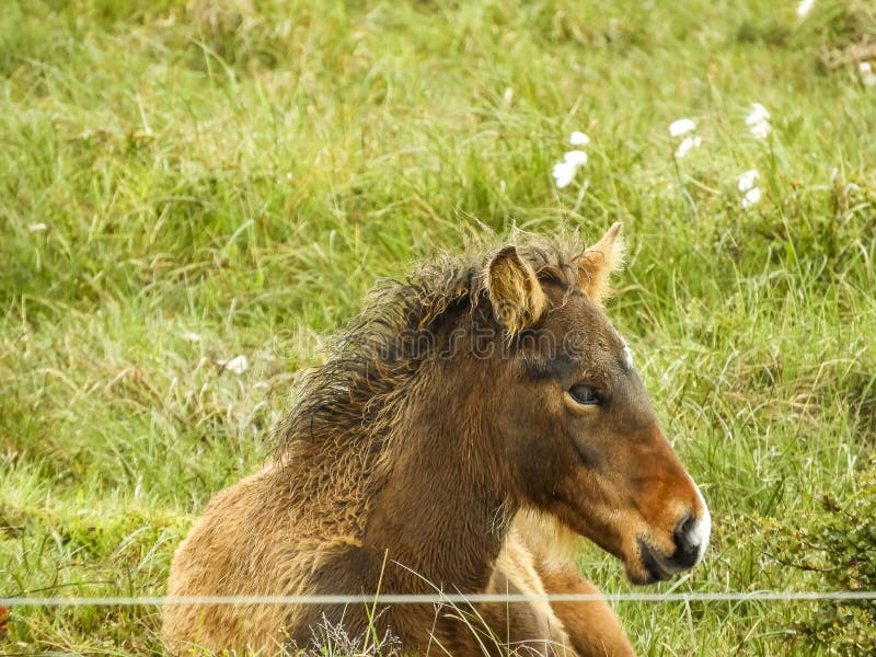 Pretty Icelandic Horse Grazing Stock Image - Image of landscape, herd ...