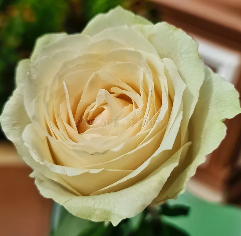 A Pretty Ivory White Rose Flower Stock Image - Image of celebration ...