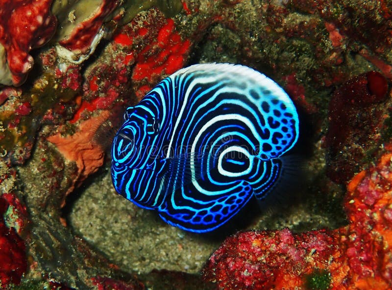 Beautifully Coloured Angelfish Stock Photo - Image of coral, great ...