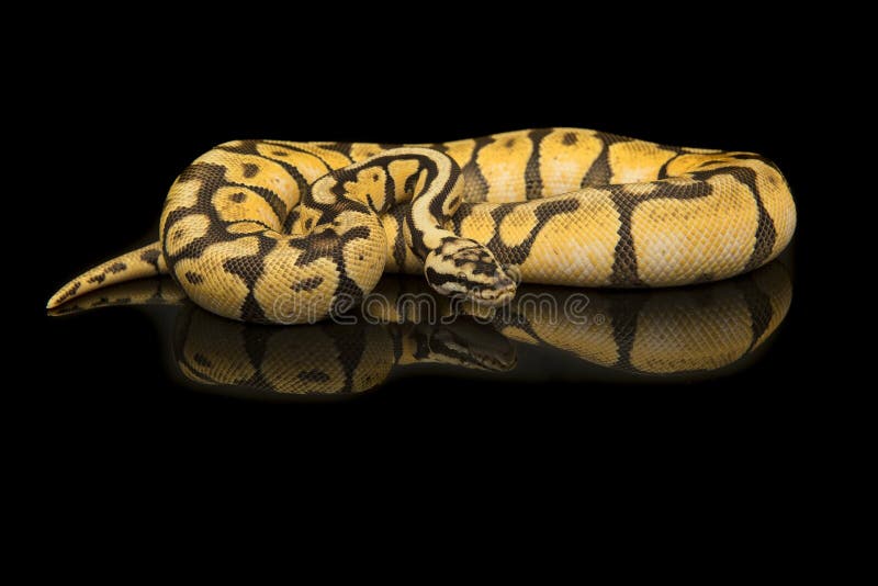Pretty King Python Snake on a Black Background with Reflection 库存图片 ...