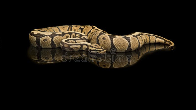Pretty King Python Snake on a Black Background with Reflection Stock ...