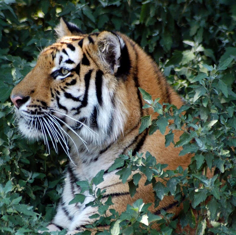 Pretty Kitty 2 stock image. Image of stripes, peace, animal - 255409