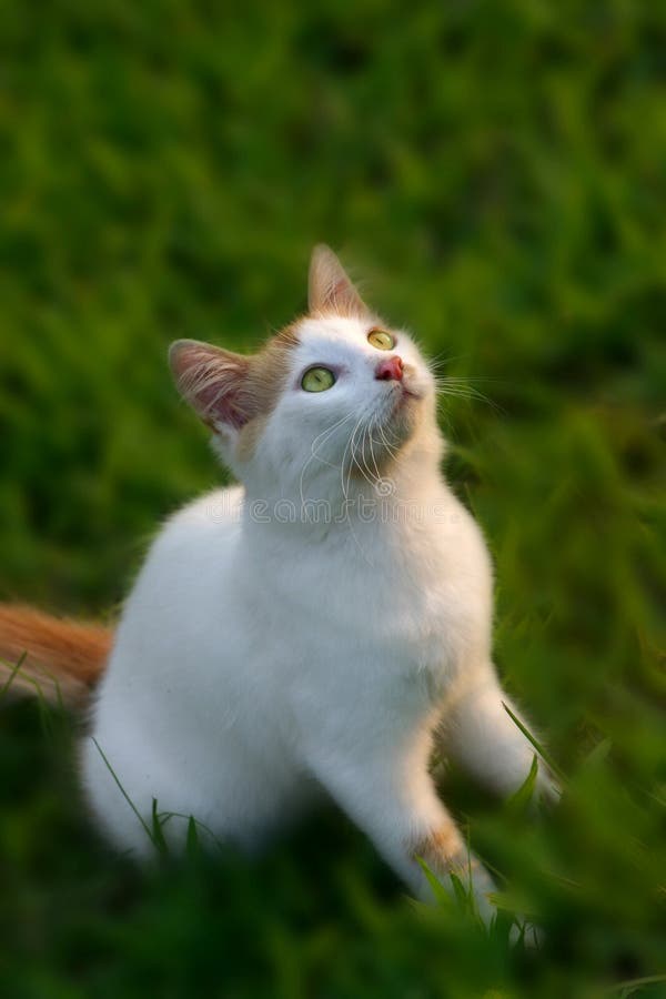 Pretty Kitty stock photo. Image of baby, character, kitten - 211892