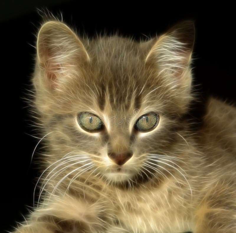 Pretty Kitty stock image. Image of feline, furry, house - 7603787