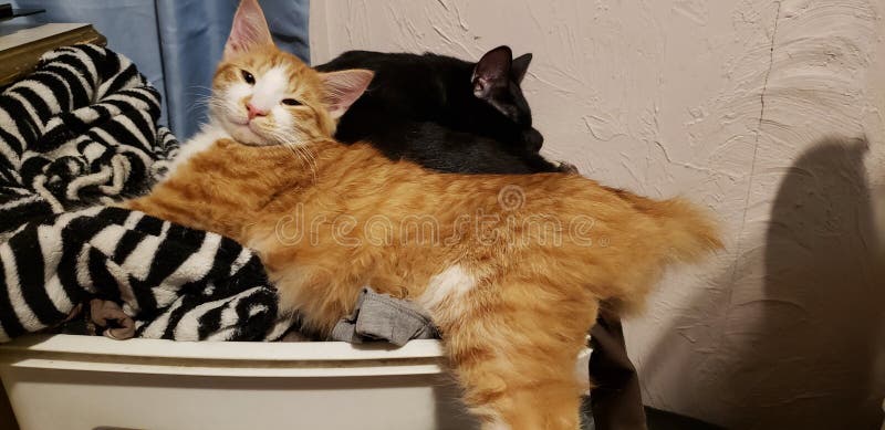 Pretty kitty stock image. Image of relaxed, laid, kitty - 144634549