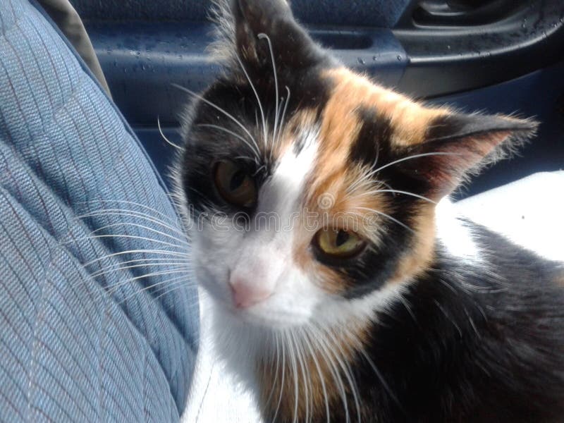 Pretty kitty stock image. Image of kitty, pretty, pose - 108335839