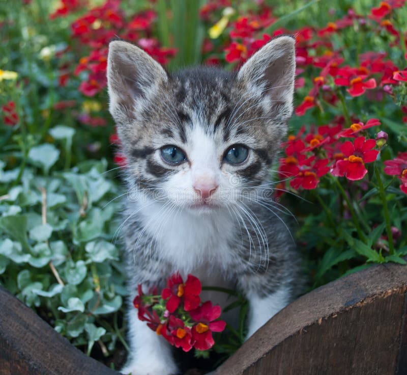 Pretty Kitty stock photo. Image of animals, adorable - 54951096