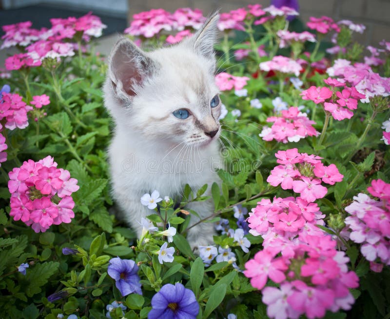Pretty Kitty stock image. Image of fuzzy, outdoors, outside - 54950563