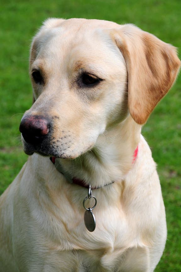 Pretty lab stock image. Image of puppy, gold, collar, outdoors - 9334785