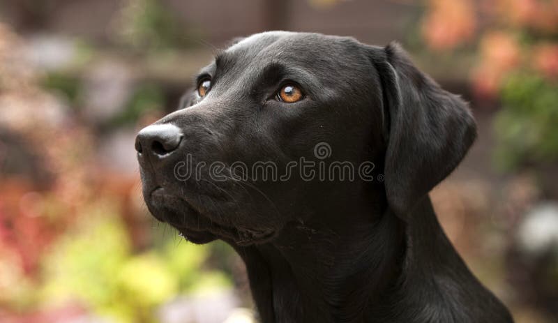 Pretty labrador dog stock photo. Image of retriever, spring - 42049492