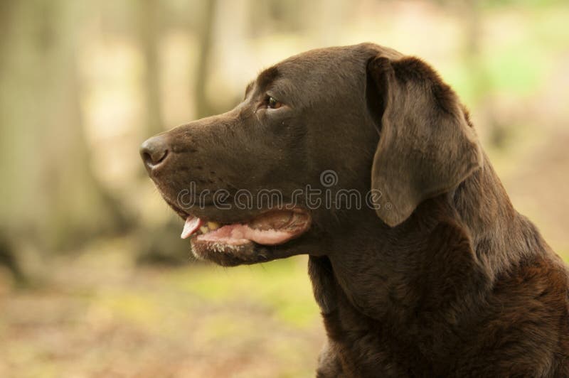 Pretty labrador dog stock photo. Image of sunrise, labrador - 42049568