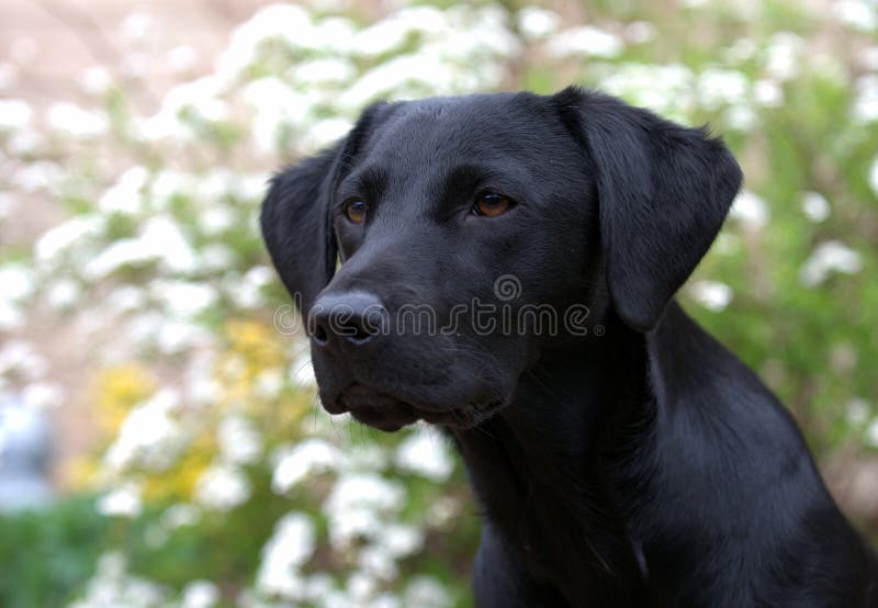 Pretty labrador dog stock photo. Image of labrador, pose - 39387130