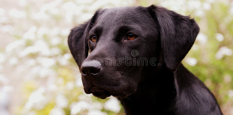 Pretty labrador dog stock image. Image of retriever, pose - 39418821