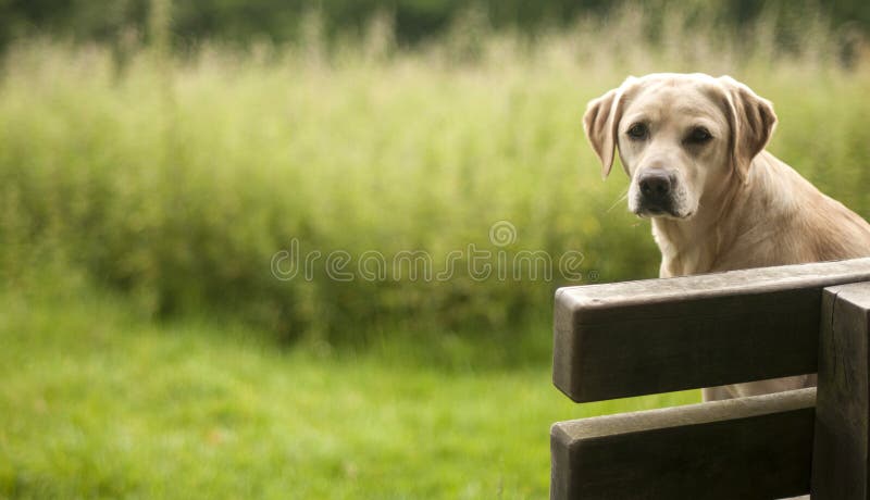 Pretty labrador stock image. Image of gold, clouds, country - 9239247